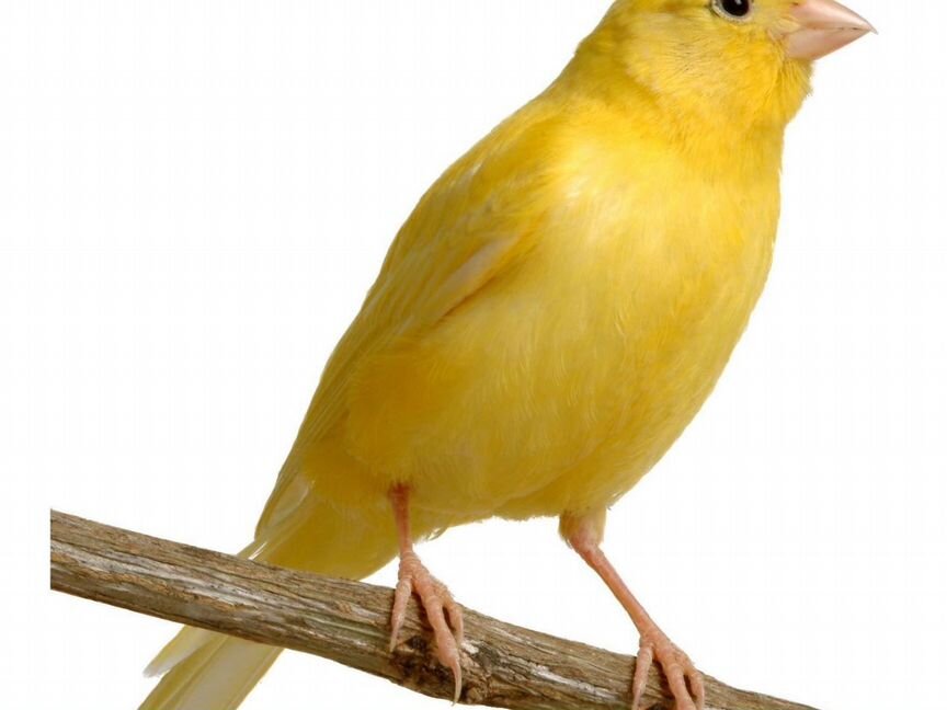 Кенара и канарейки