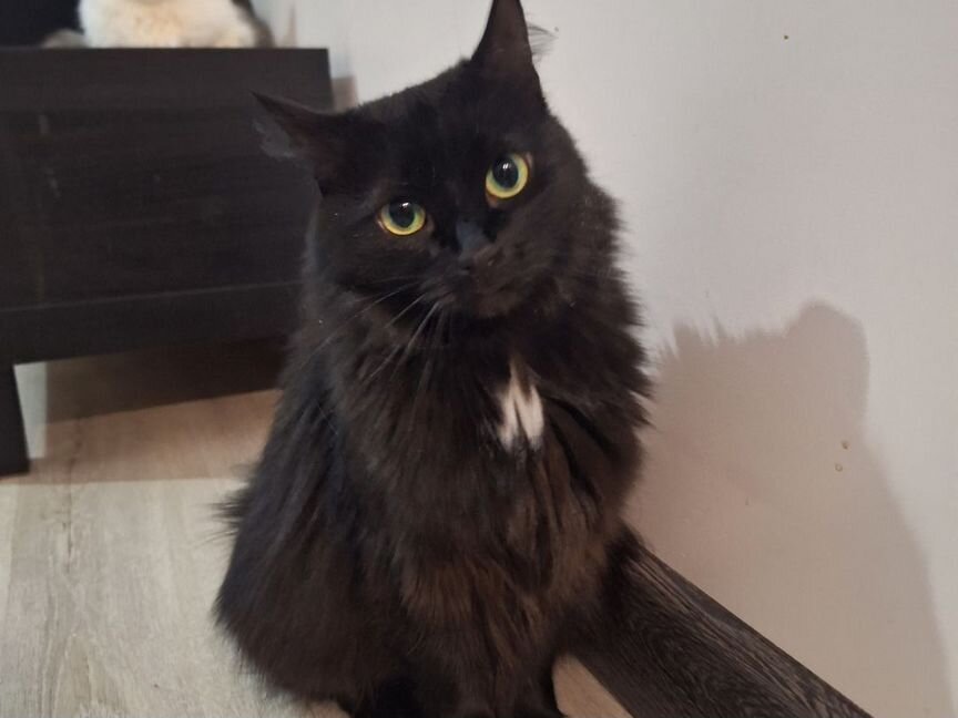 Кошка Плюша, 4 года