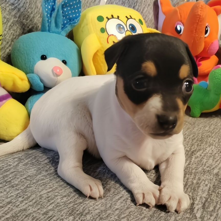 Фокстерьер, щенок