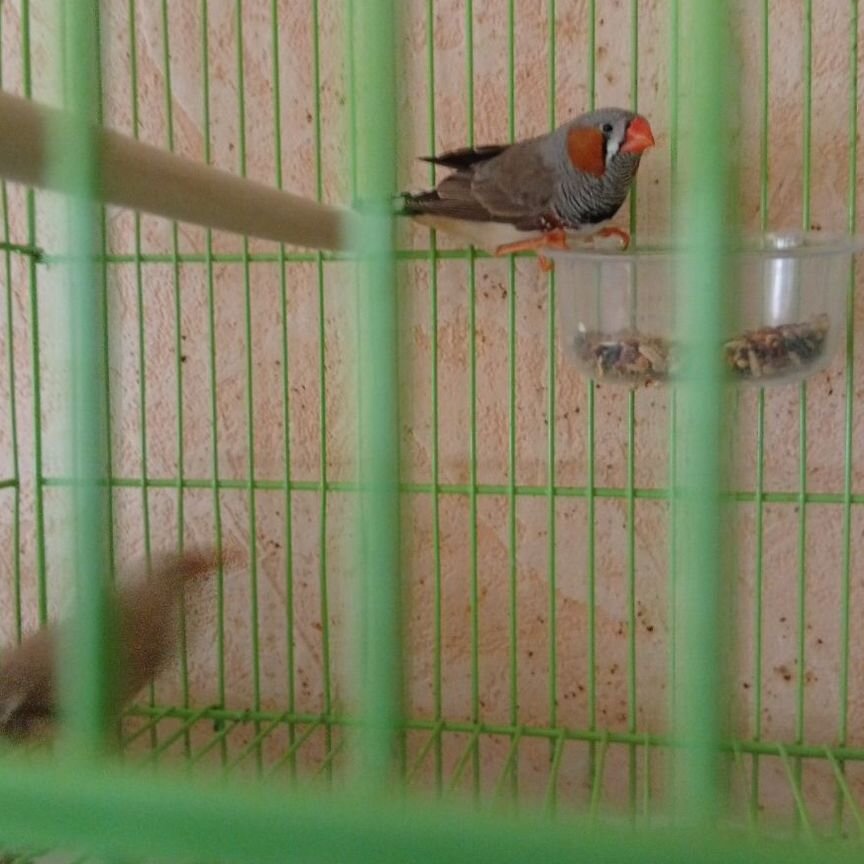 Амадин самец