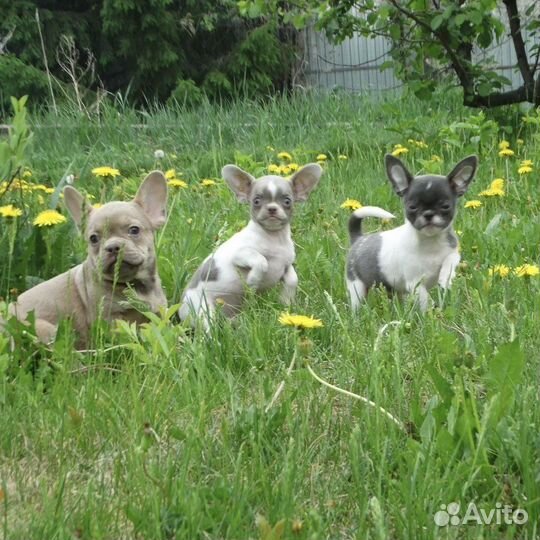 Мини мальчик бело-голубого окраса