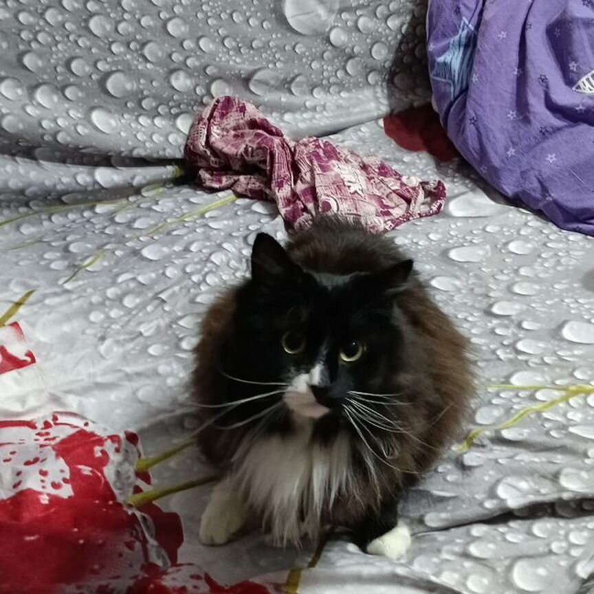 Кот пушистый Тиша