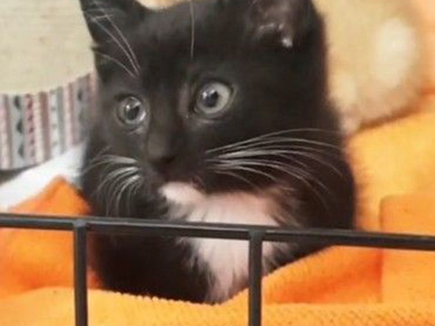 Котенок лапочка 2 мес. Ищет дом