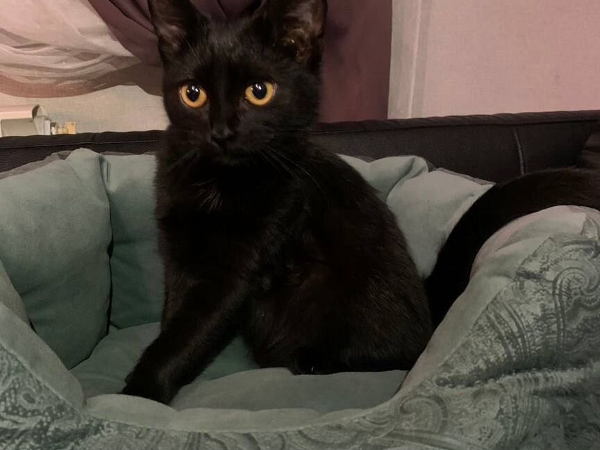 Черныш ищет дом