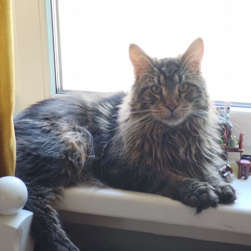 Мейн-кун, взрослый кот