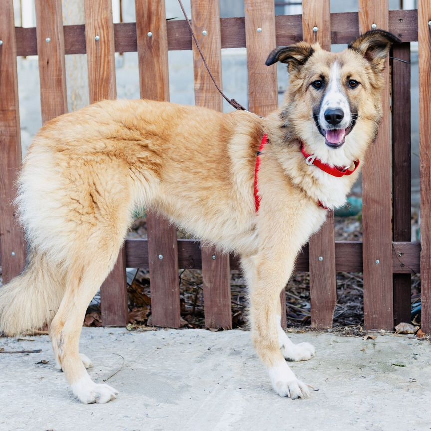 Собака в добрые руки