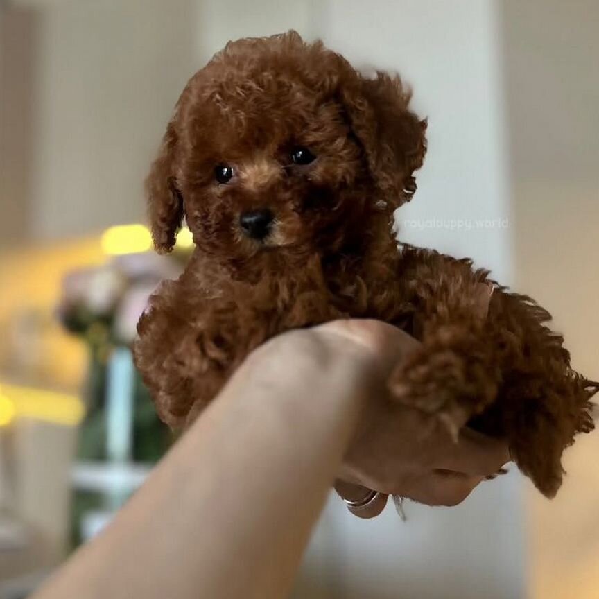 Той-пудель, щенок