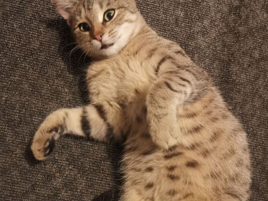 Кошка в добрые руки