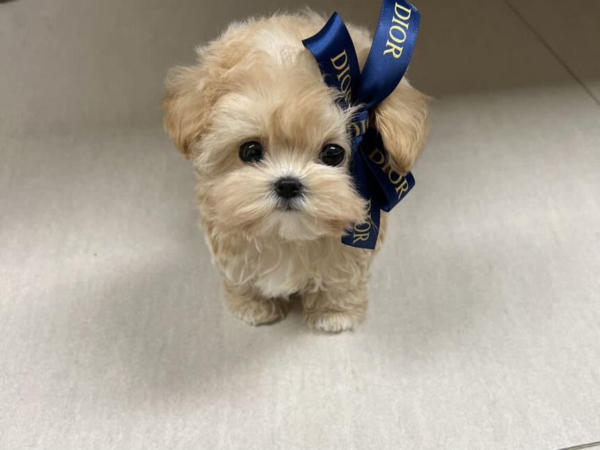 Мальтипу тикап из Кореи