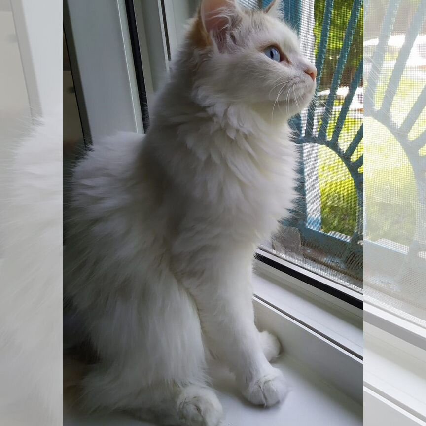 Взрослая кошка в добрые руки