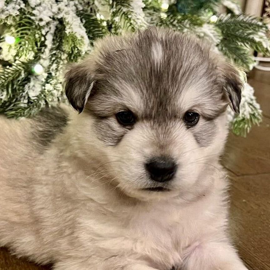 Щенки хаски и немецкой овчарки