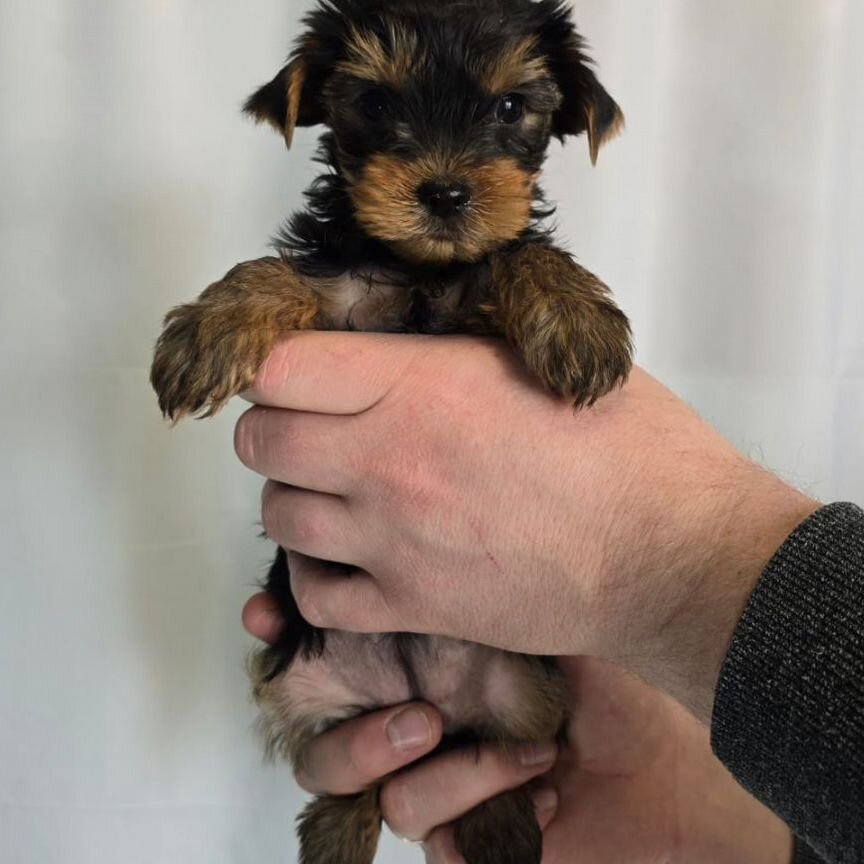 Йоркширский терьер девочки мини