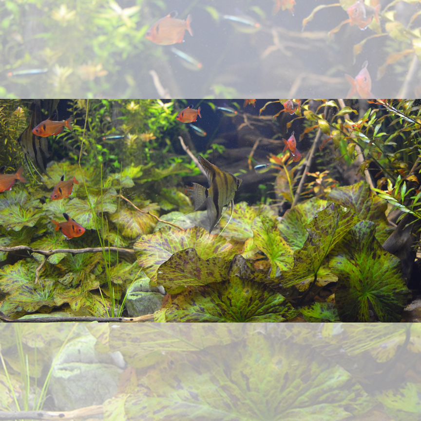 Нимфея карликовая «Дварф». Nymphaea sp. "Dwarf"