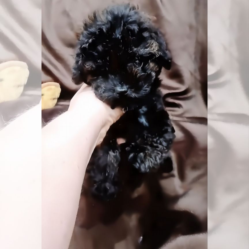 Мальтипу, щенок