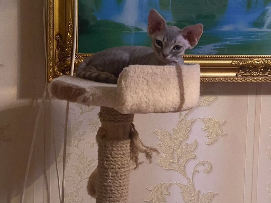 Кошка