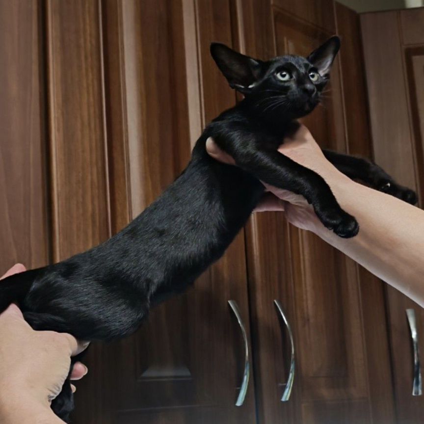 Ориентальный котёнок