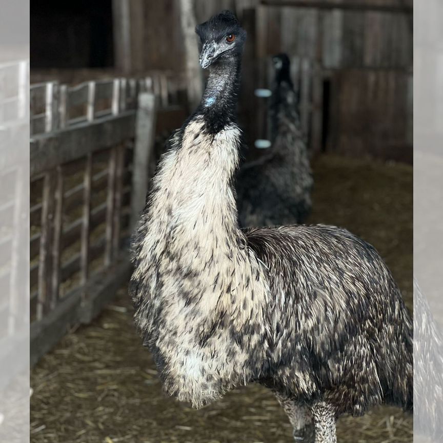 Страусы Пара