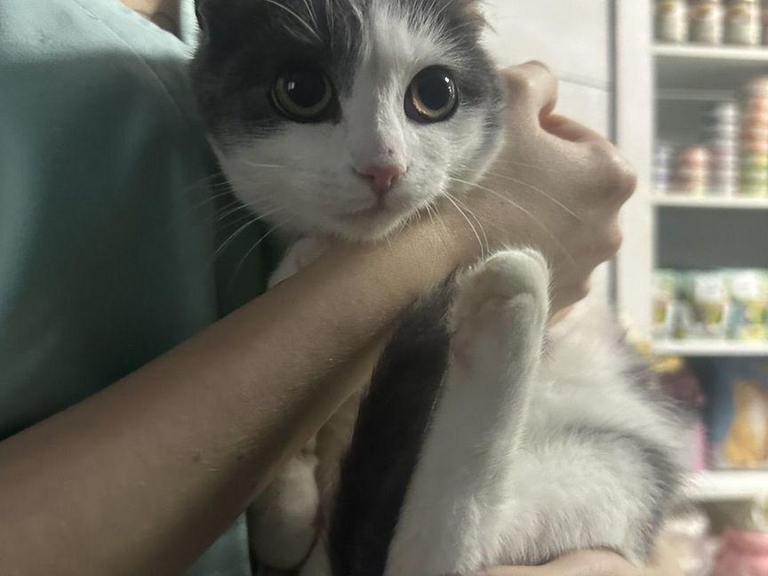 Котёнок