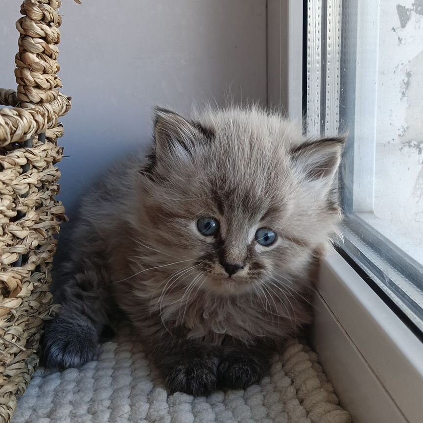 Тайский котенок мальчик