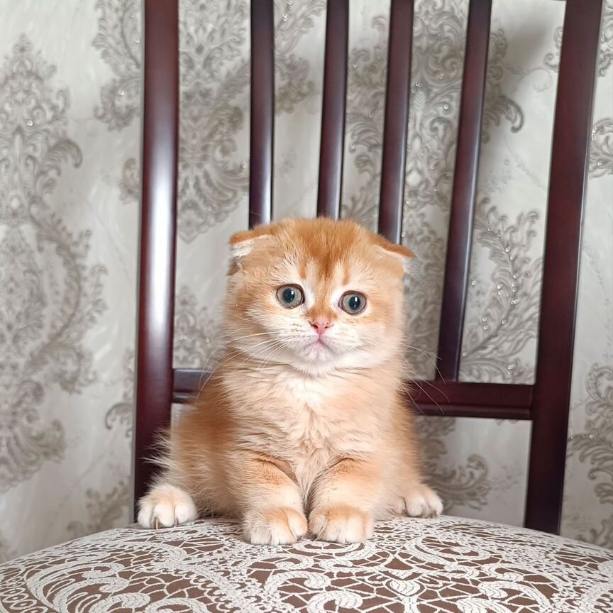 Шотландская девочка