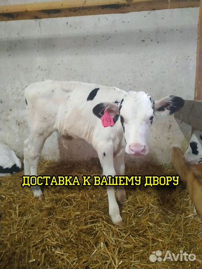 Телята с доставкой