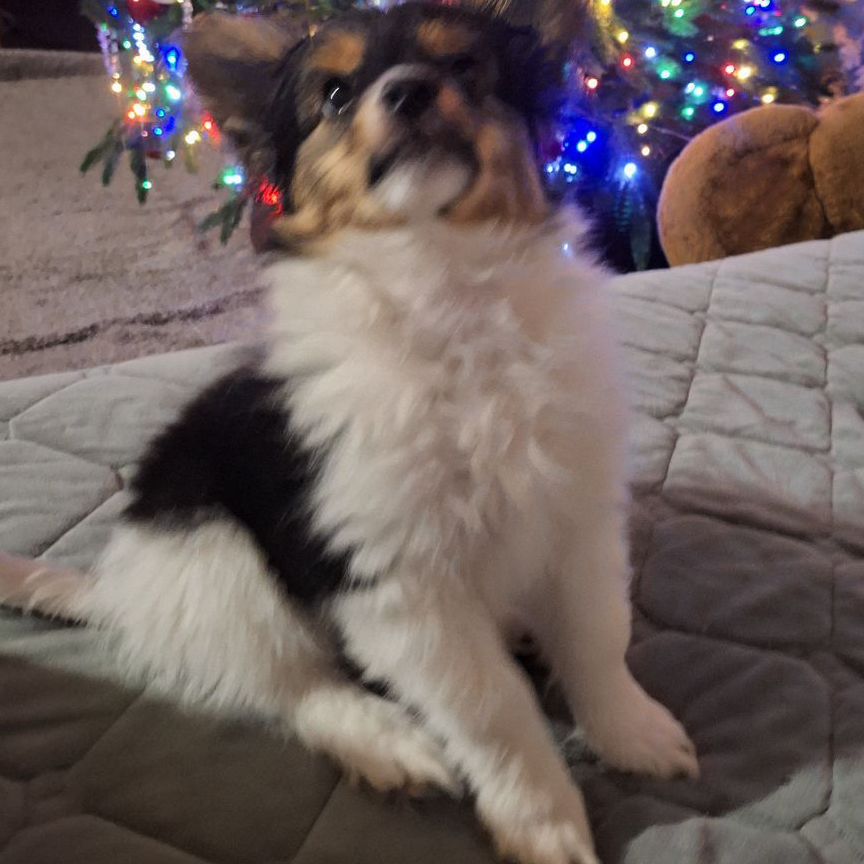 Континентальный той-спаниель папильон, щенок