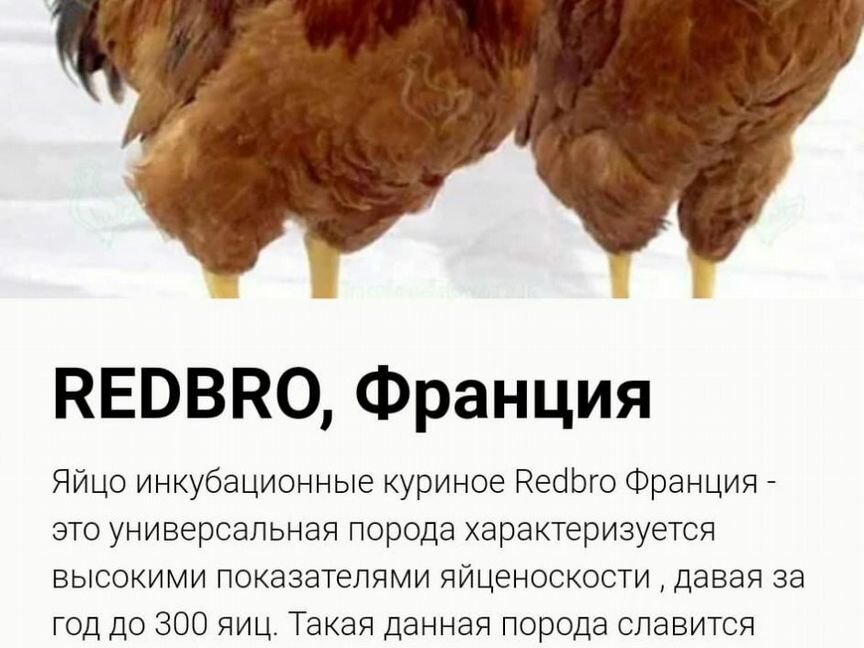 Цветной бройлер редбро