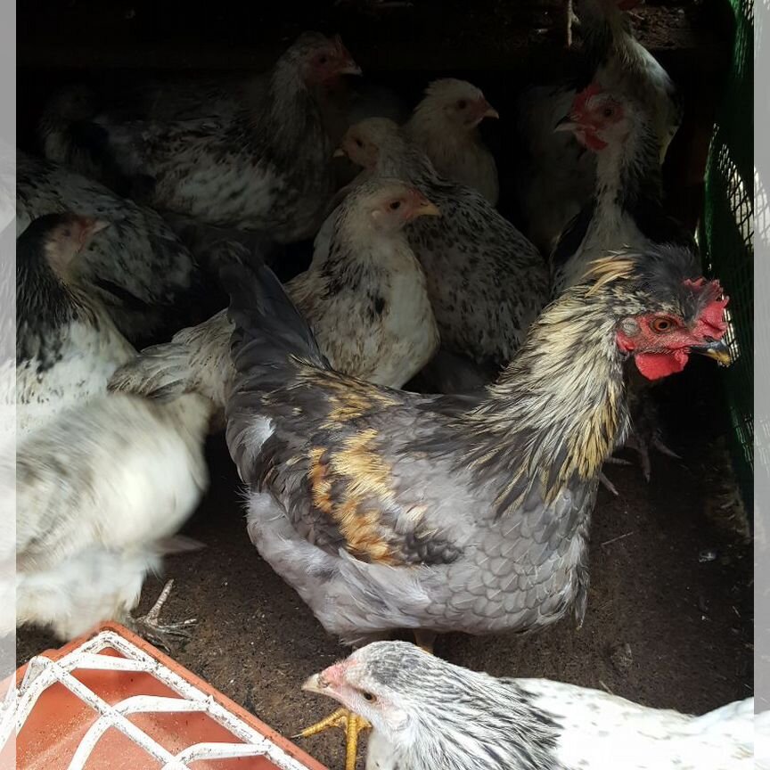 Куры и петушки Легбар,Брама