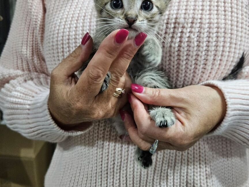 Милые котейки ищут дом