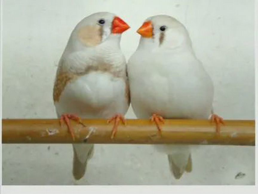 Зебровые амадины