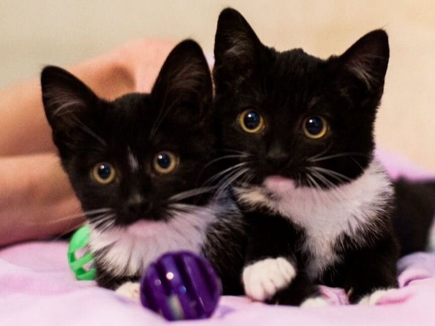 Маркизные ласковые котята в добрые руки