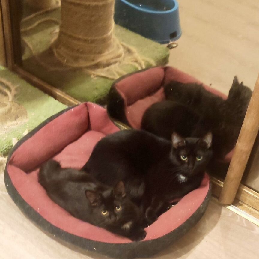 Котенок девочка в добрые руки