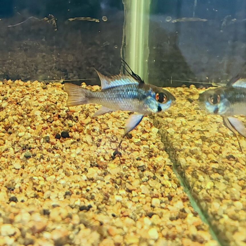 Апистограмма рамирези электрик блю