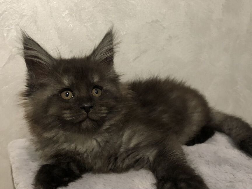 Эксклюзивные котята Мейн-кун