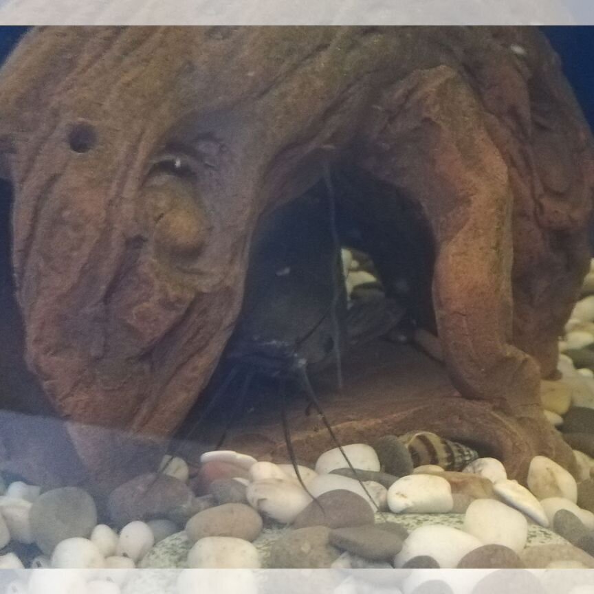 4 больших сомика. два мешкожаберные и два пискуна