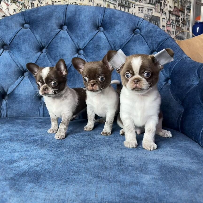 Чихуахуа мальчики