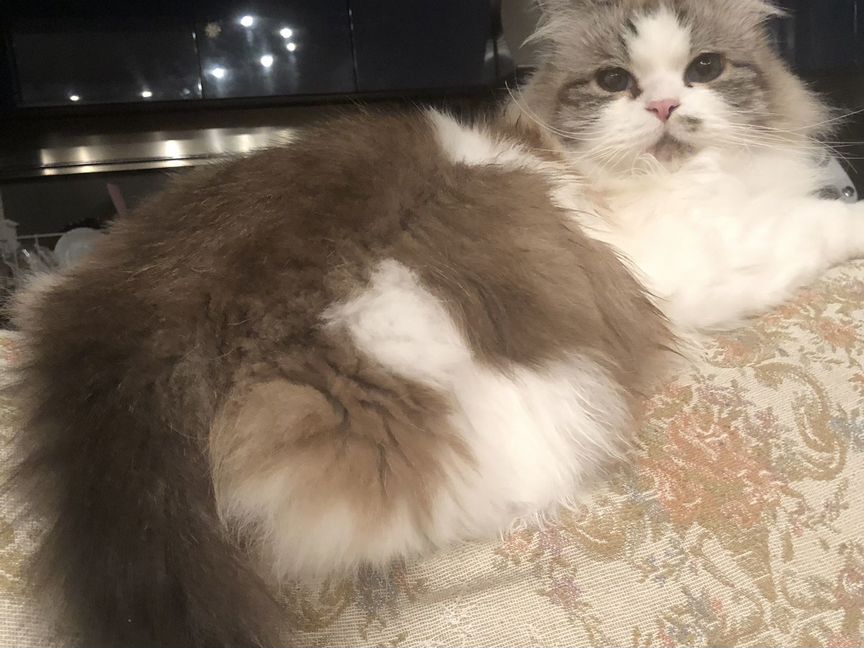 Кот рэгдолл