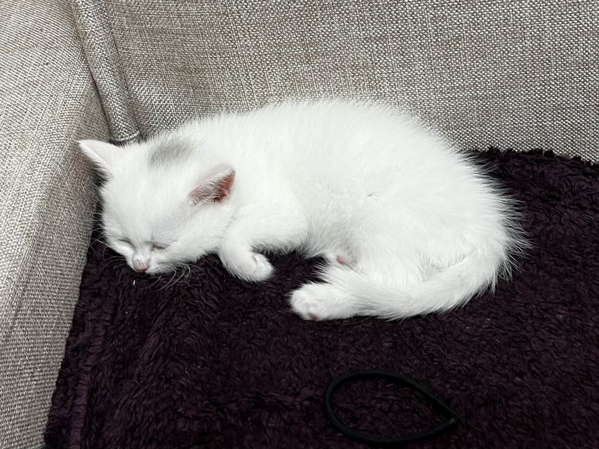 Кошка