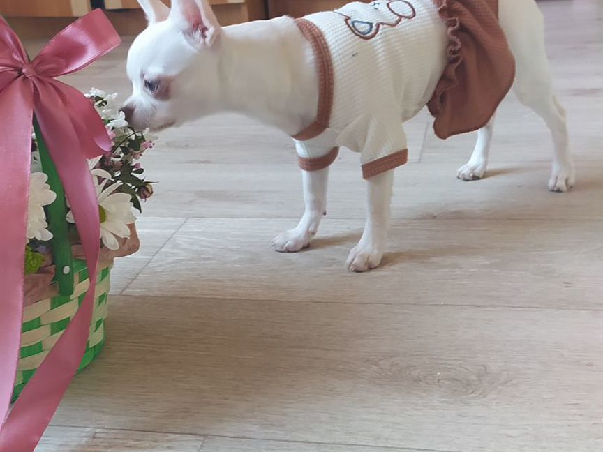 Продам щенка чихуахуа