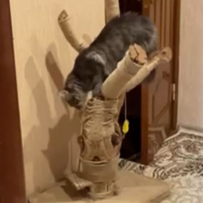 Когтеточка