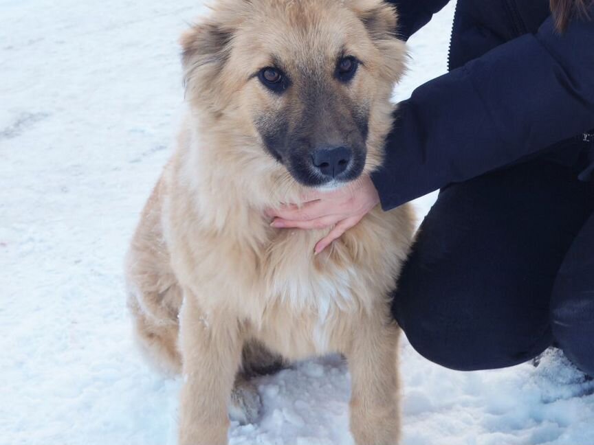 Пушистый щенок в добрые руки