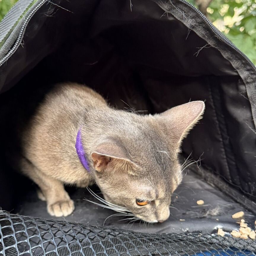 Молодая кошечка