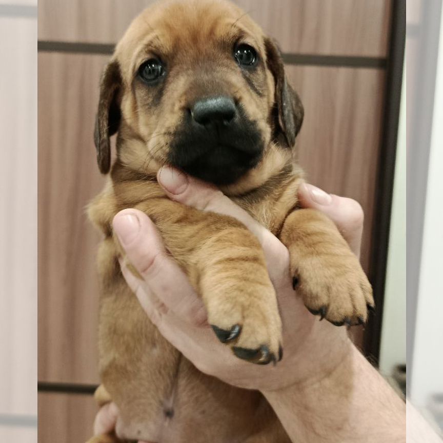 Такса, щенок