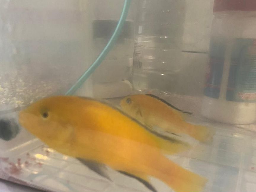 Живая рыба цылид