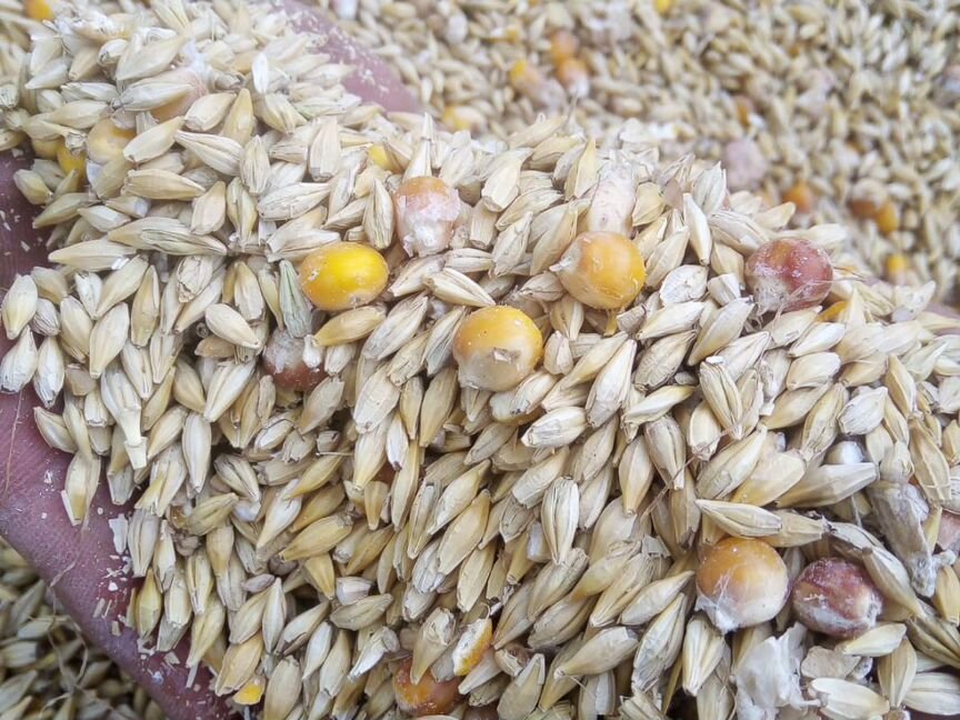 Зерно пшеница ячмень кукуруза