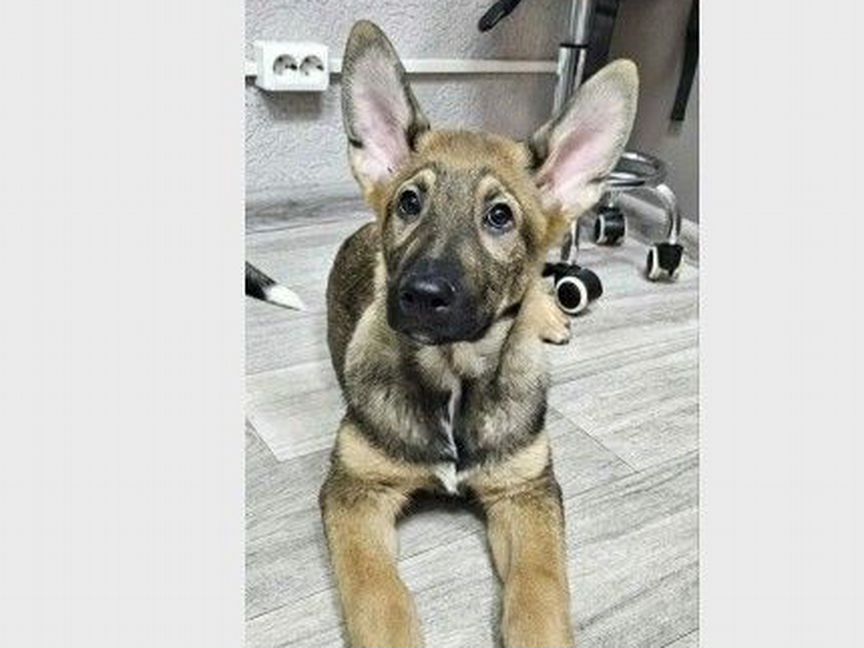 Клёвый щенок в добрые руки