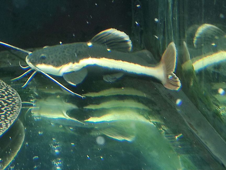 Краснохвостый сом