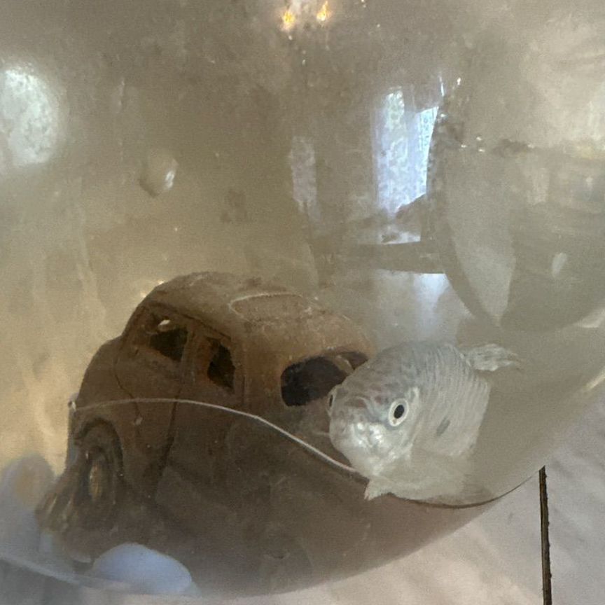 Рыбка гурами с аквариумом