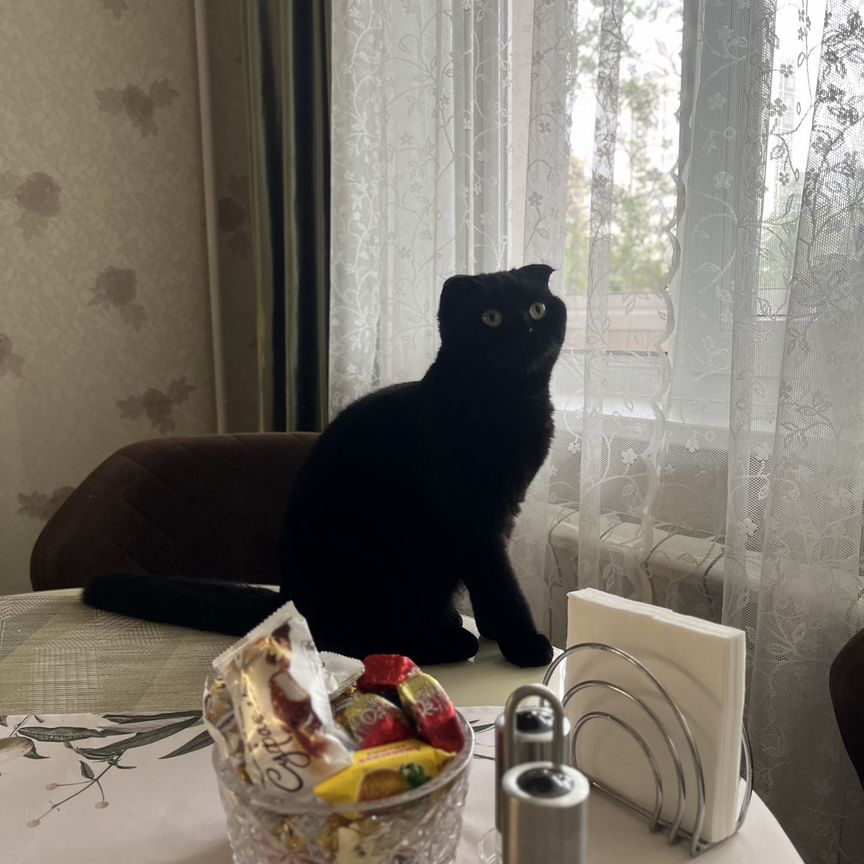 Отдам в добрые руки