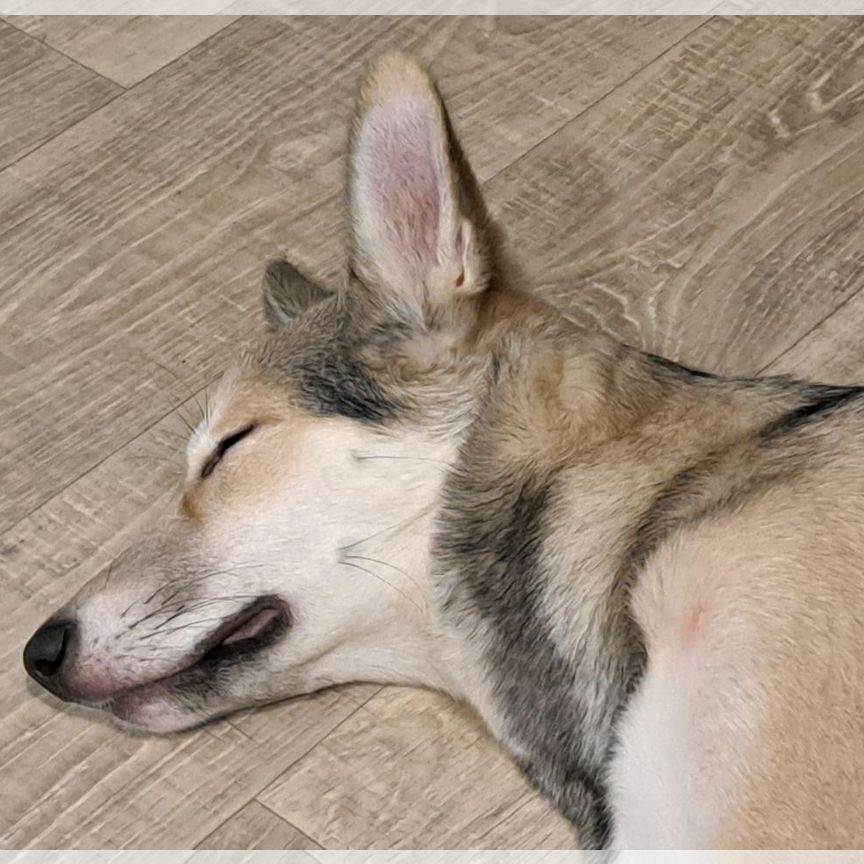 Щенок в добрые руки